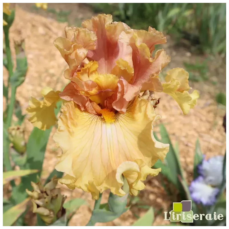 IRIS VENTIVENTI - L'iriseraie - KUTTOLSHEIM ALSACE FRANCE
