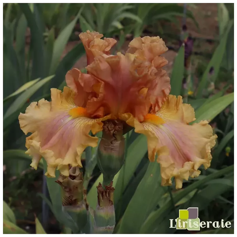 IRIS VENTIVENTI - L'iriseraie - KUTTOLSHEIM ALSACE FRANCE